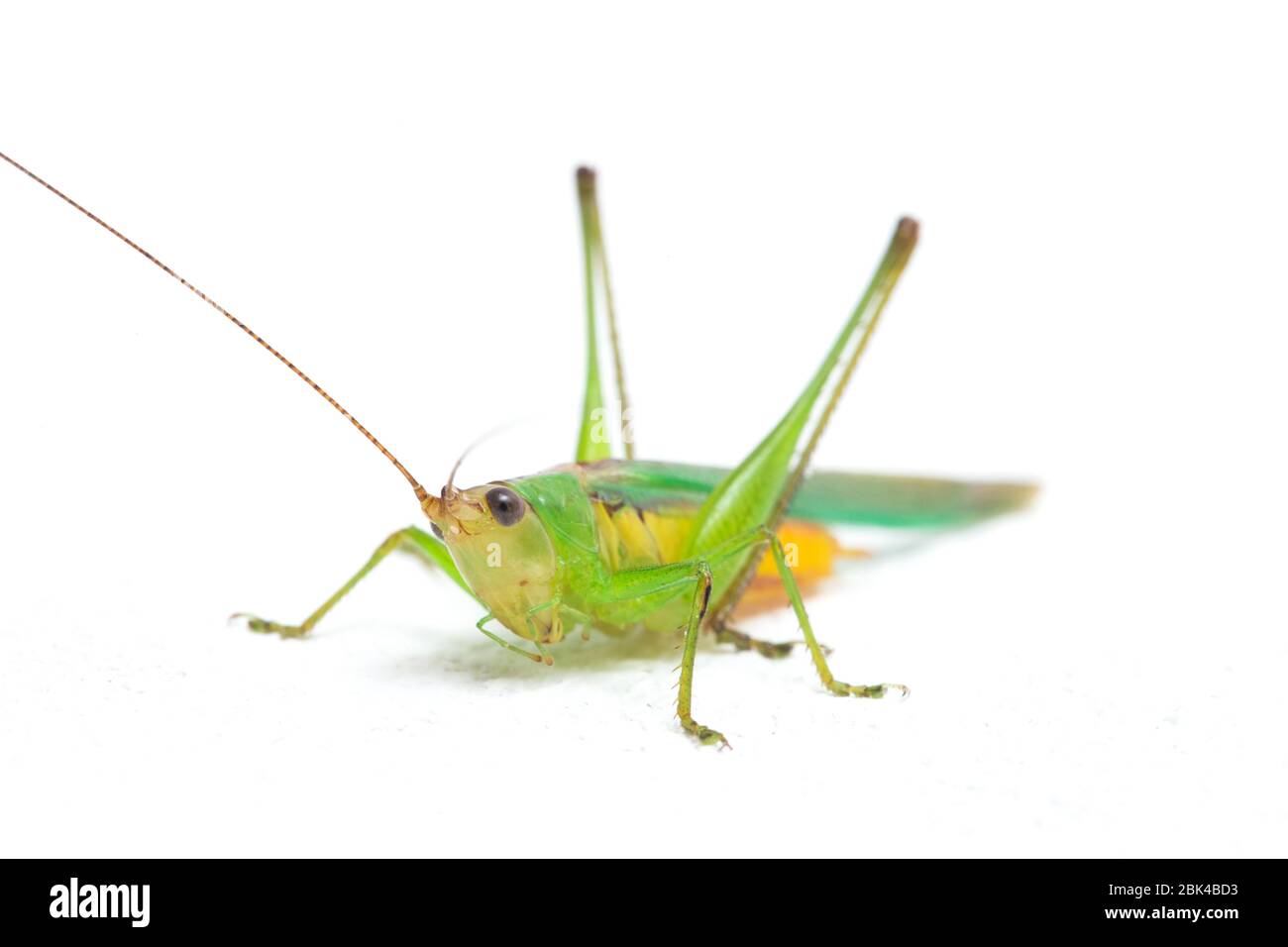 The black-kneed conehead or black-kneed meadow katydid (Conocephalus ...