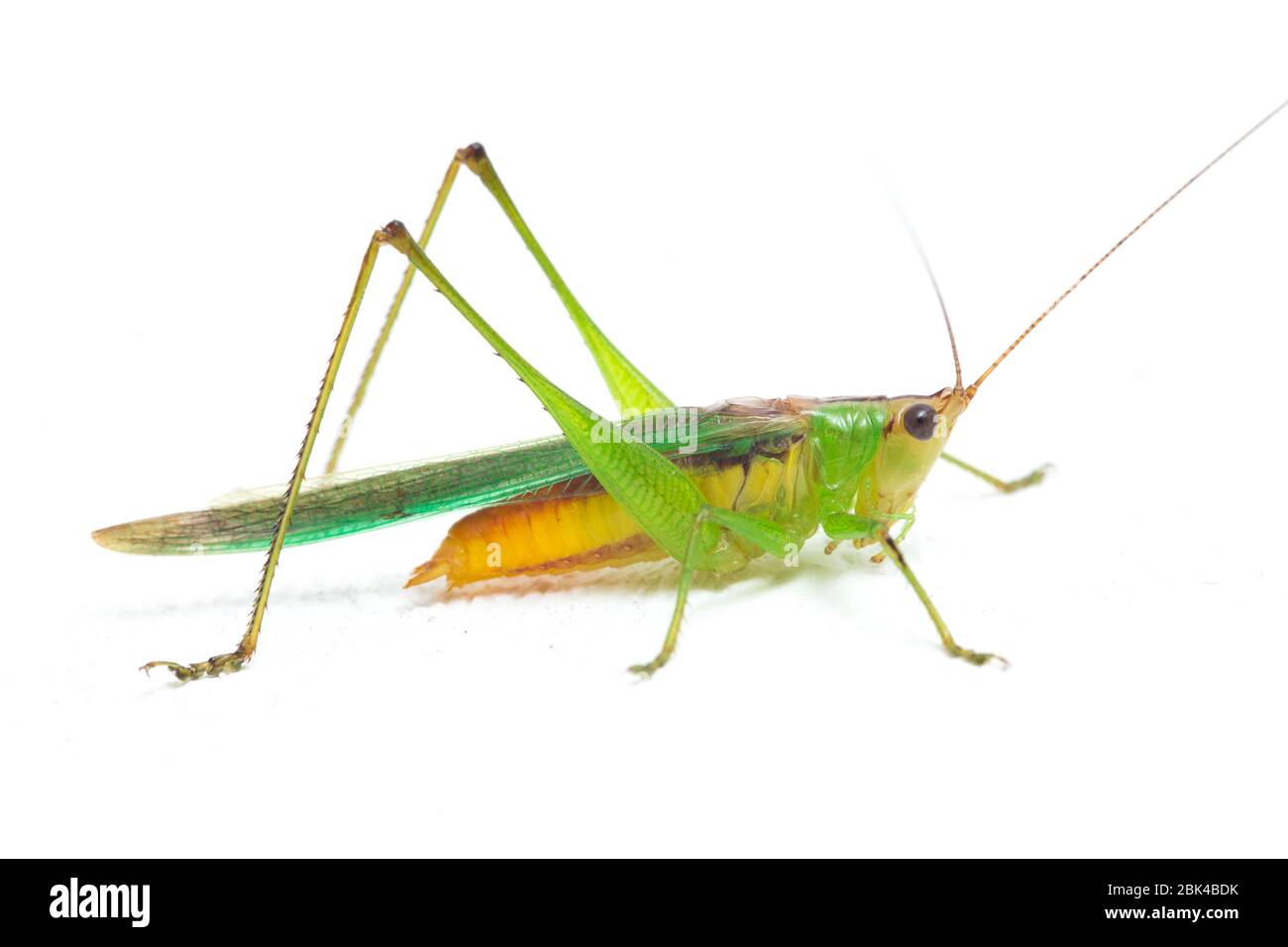 The black-kneed conehead or black-kneed meadow katydid (Conocephalus ...
