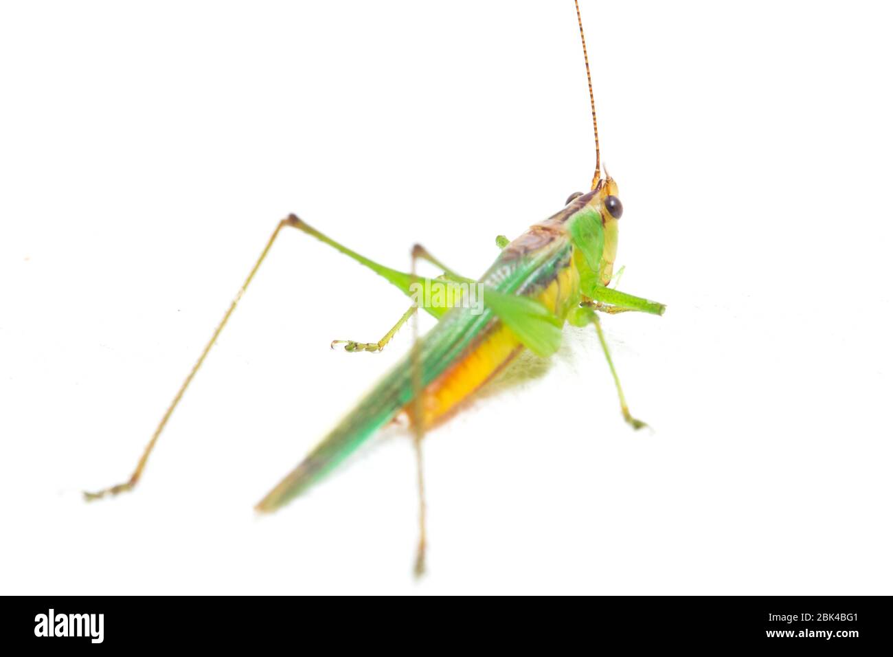 The black-kneed conehead or black-kneed meadow katydid (Conocephalus ...