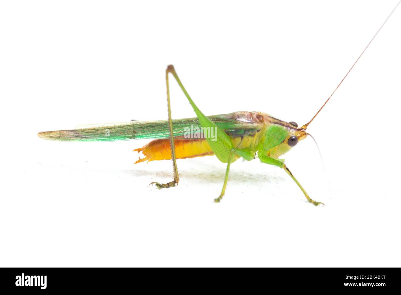 The black-kneed conehead or black-kneed meadow katydid (Conocephalus ...