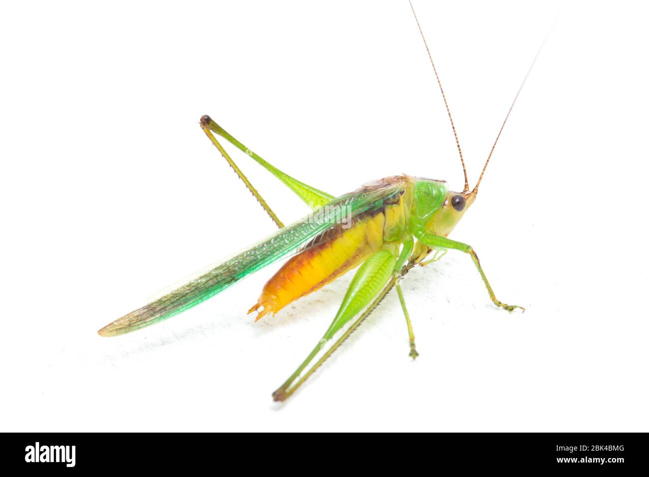 The black-kneed conehead or black-kneed meadow katydid (Conocephalus ...