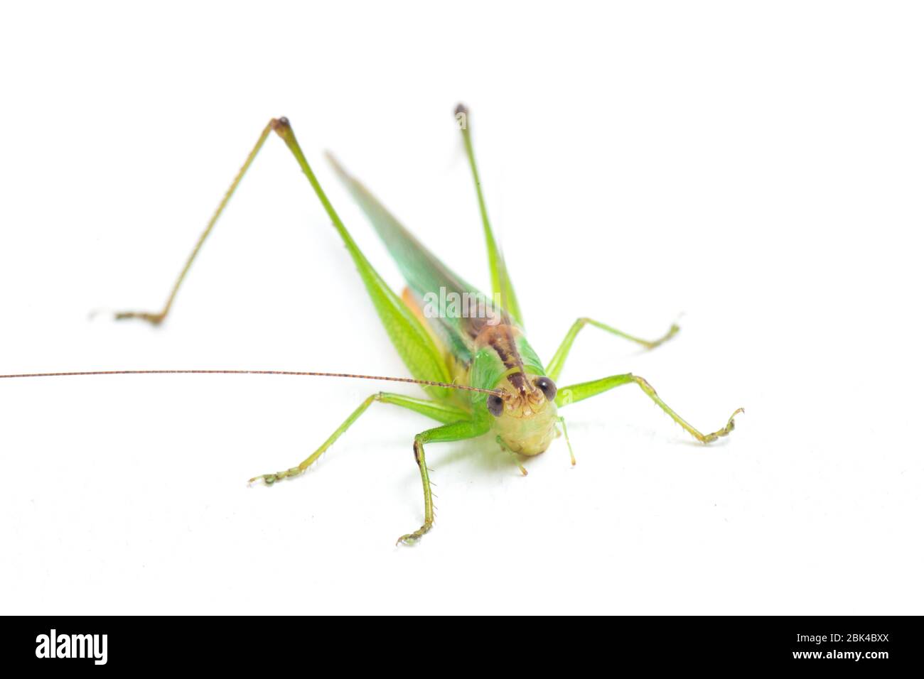 The black-kneed conehead or black-kneed meadow katydid (Conocephalus ...