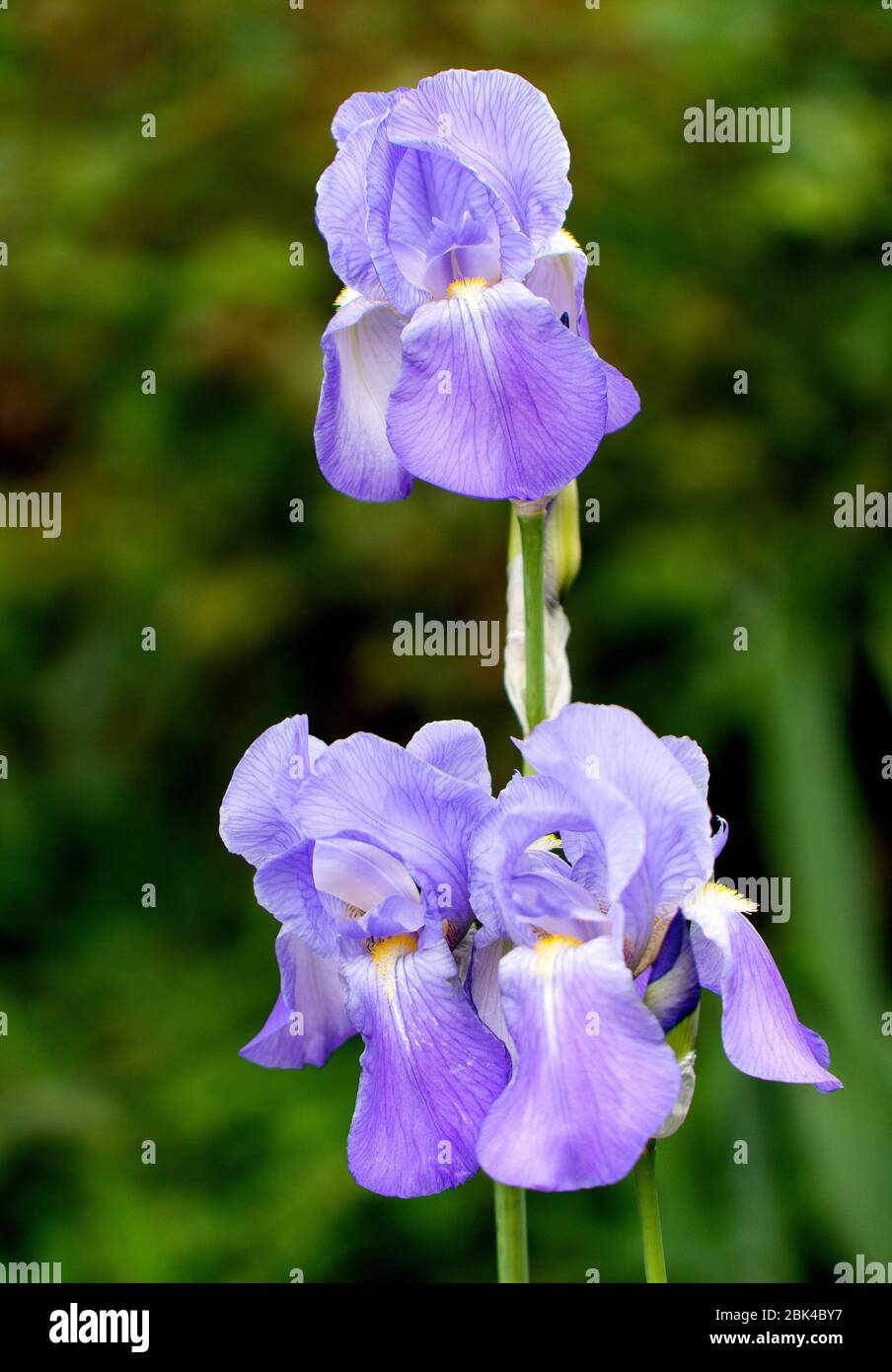 Blue flowers of Iris germanica Stock Photo - Alamy