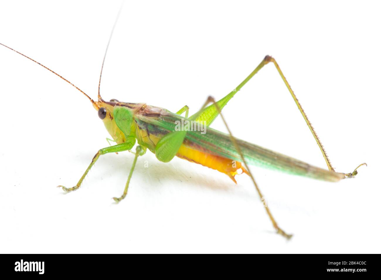 The black-kneed conehead or black-kneed meadow katydid (Conocephalus ...