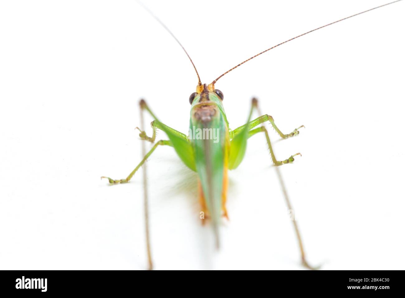 The black-kneed conehead or black-kneed meadow katydid (Conocephalus ...