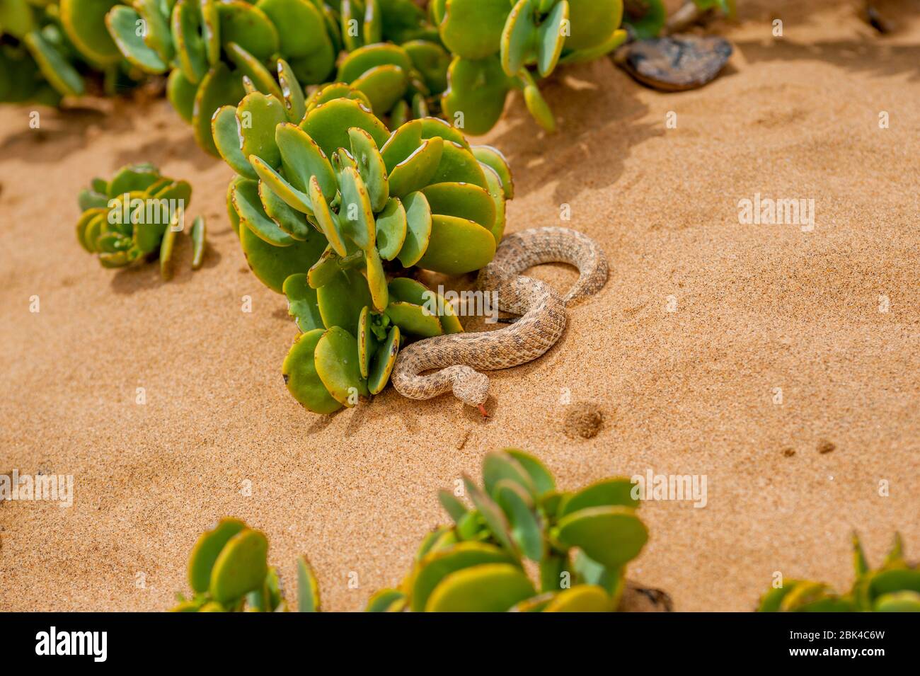 Sidewinder snake sand hi-res stock photography and images - Alamy