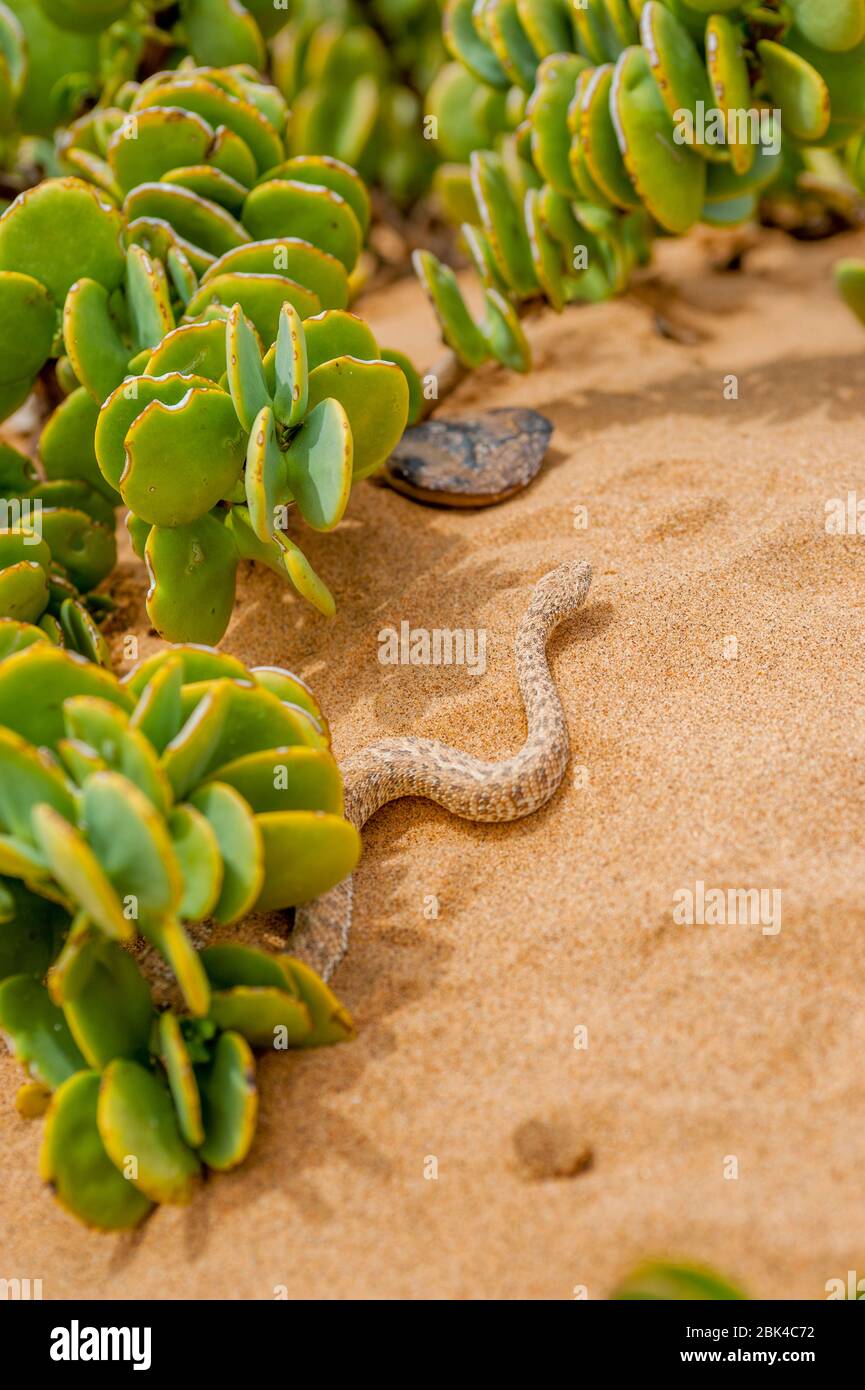 A Sidewinder snake (Venomous Viper Species) in the sand dunes of the ...