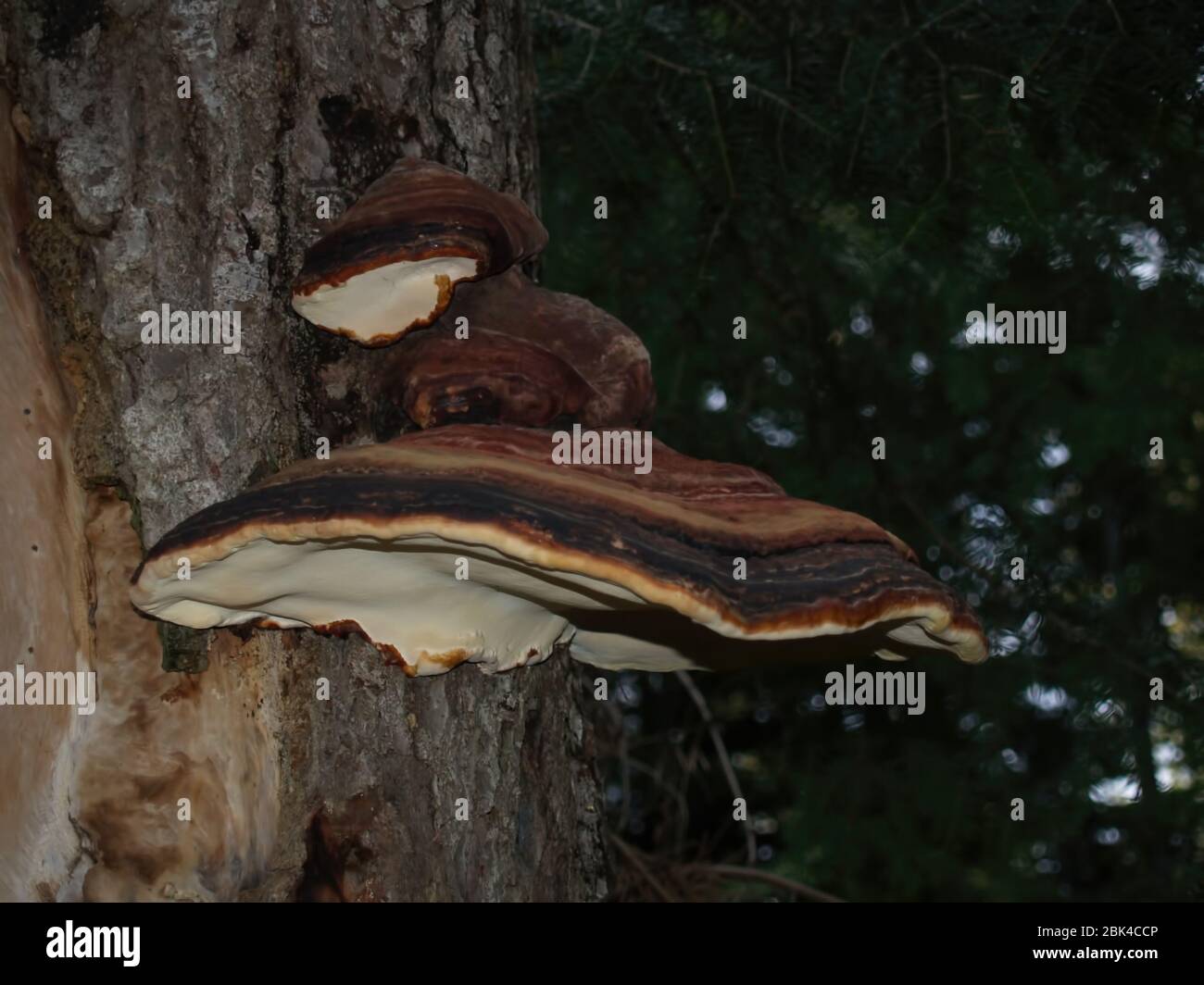 Multicolor gill polypore hi-res stock photography and images - Alamy