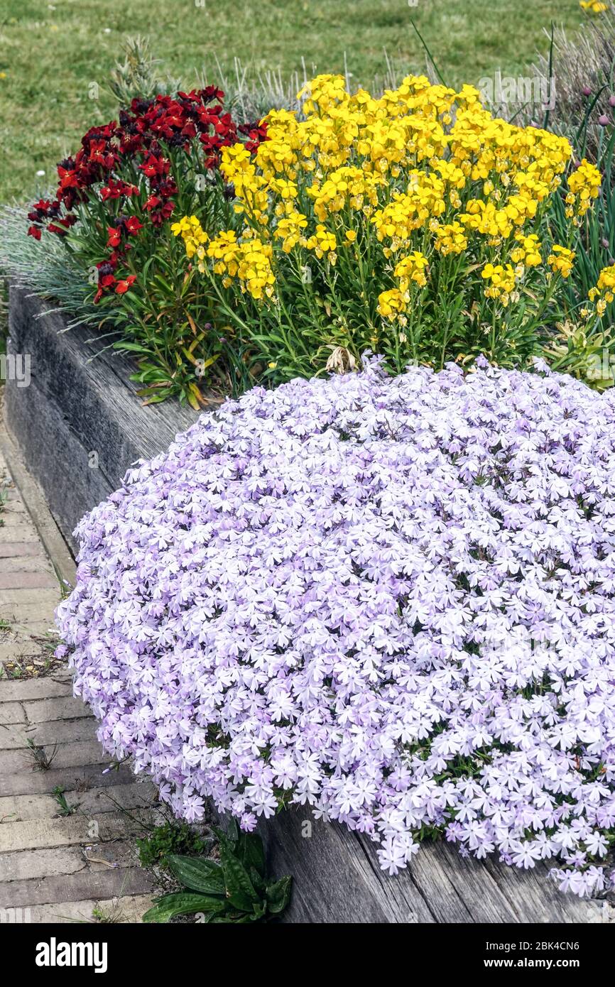 Creeping phlox subulata, Red yellow Wallflower Erysimum cheiri, phloxes ...