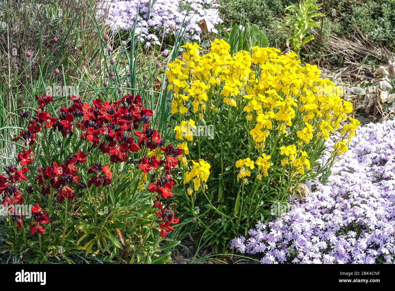Wallflower Erysimum Cheiri High Resolution Stock Photography and Images ...