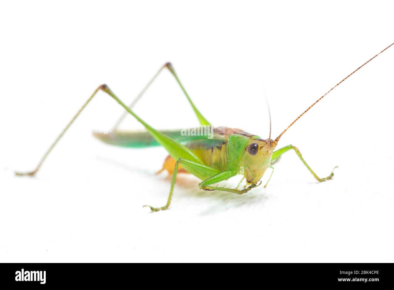 The black-kneed conehead or black-kneed meadow katydid (Conocephalus ...