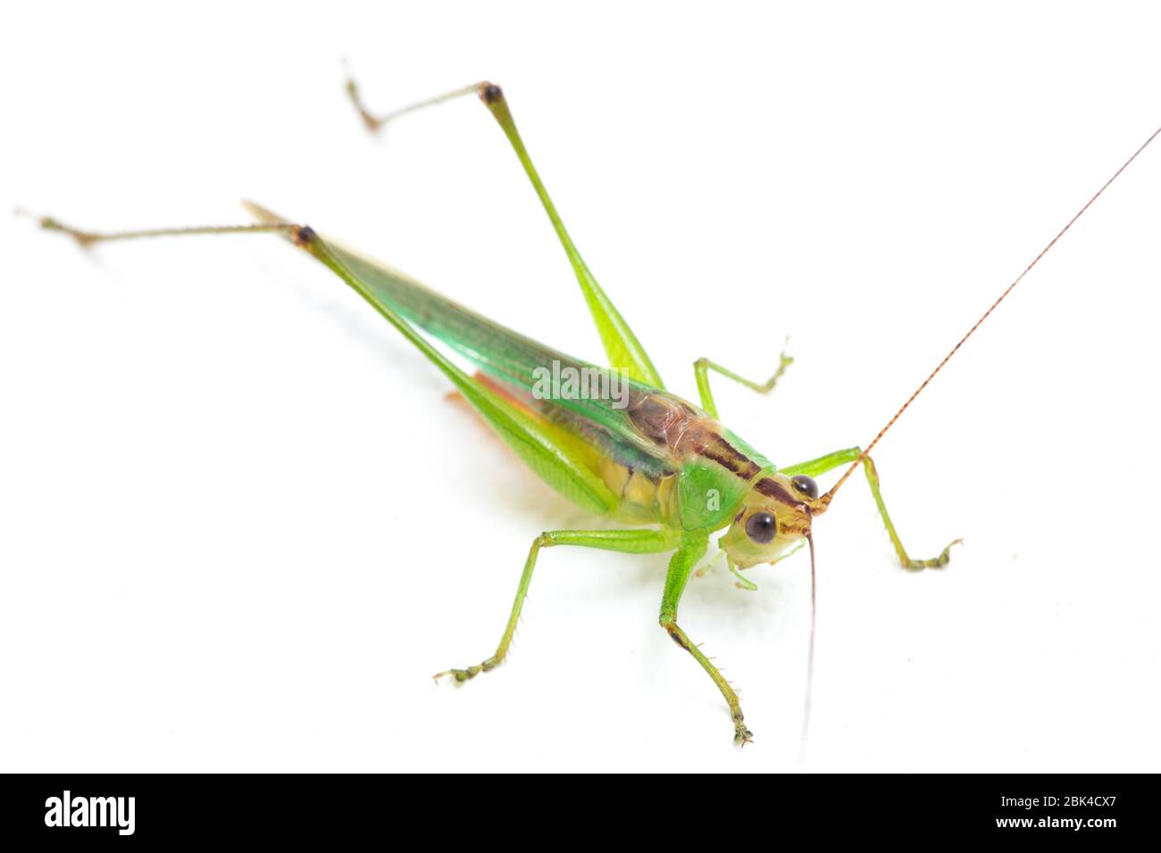 The black-kneed conehead or black-kneed meadow katydid (Conocephalus ...