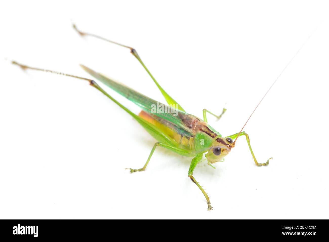 The black-kneed conehead or black-kneed meadow katydid (Conocephalus ...