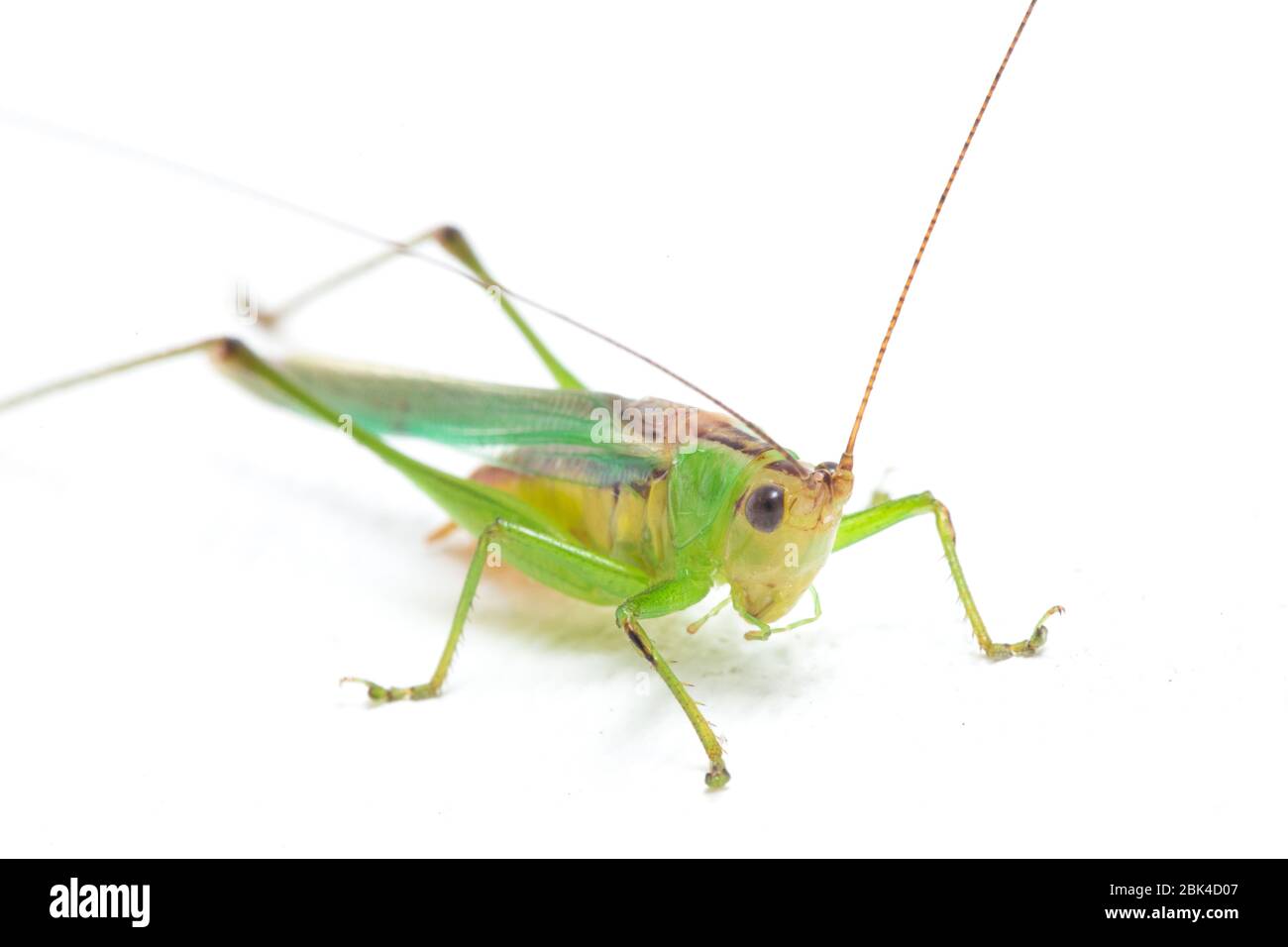 The black-kneed conehead or black-kneed meadow katydid (Conocephalus ...