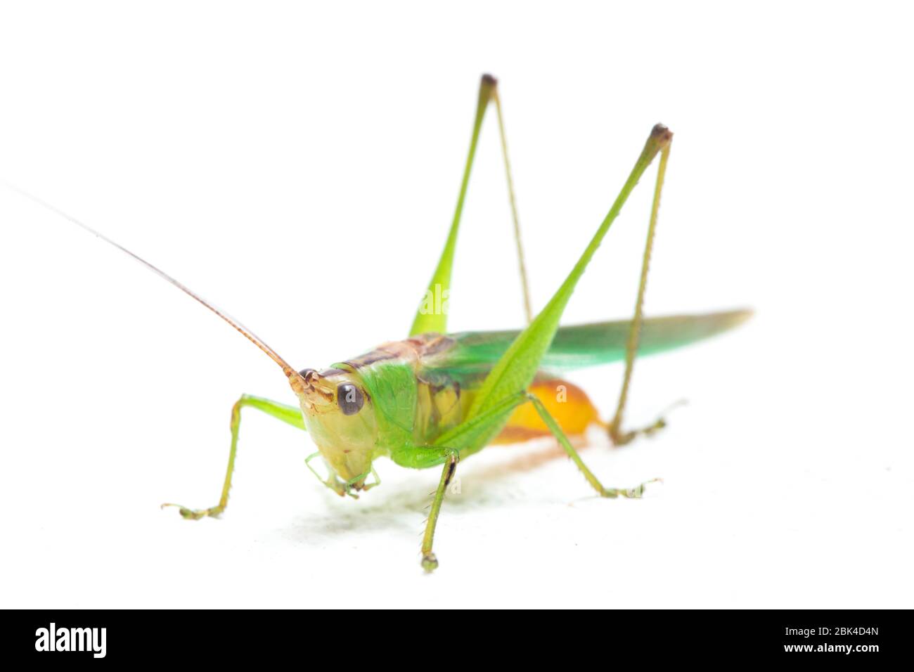 The black-kneed conehead or black-kneed meadow katydid (Conocephalus ...
