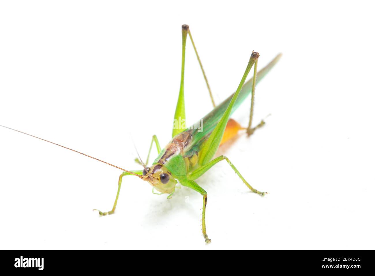 The black-kneed conehead or black-kneed meadow katydid (Conocephalus ...
