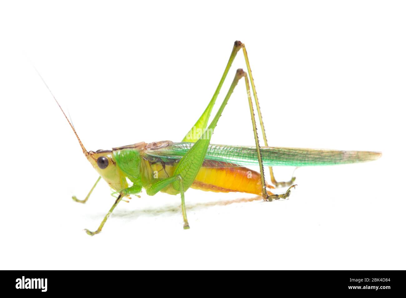 The black-kneed conehead or black-kneed meadow katydid (Conocephalus ...