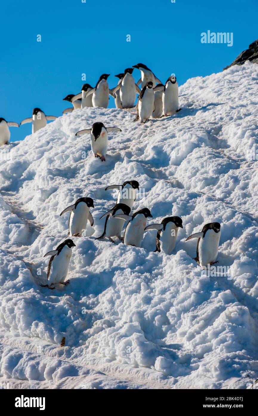 Adelie penguins (Pygoscelis adeliae) walking from the colony over snow ...
