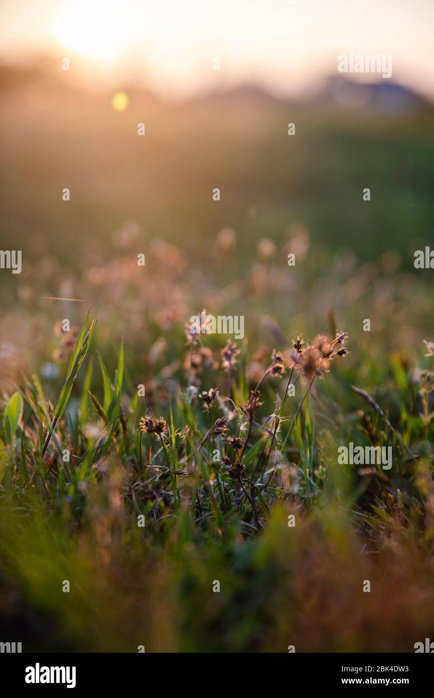 Bright environment and plants hi-res stock photography and images - Alamy