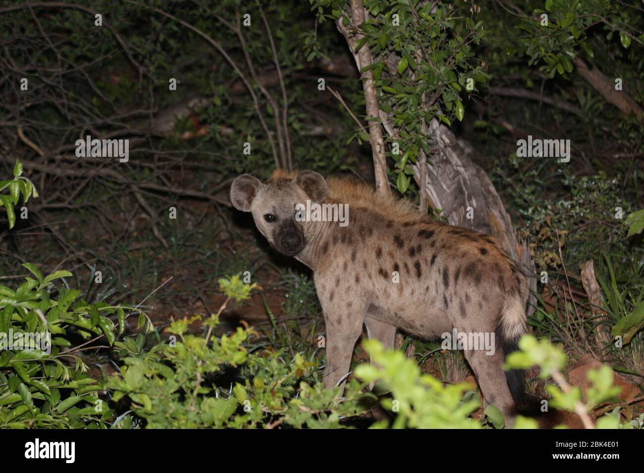 Spotted hyena night hi-res stock photography and images - Alamy