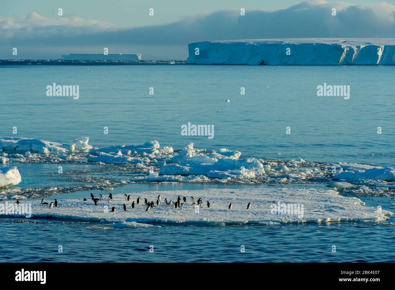 Adelie penguins (Pygoscelis adeliae) on ice floe at Hope Bay on the tip ...
