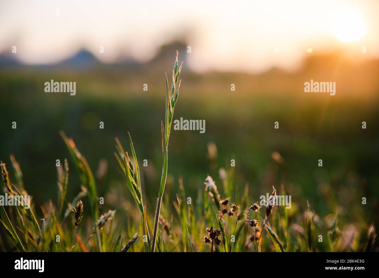 Green grass plants on summer field meadow background in bright sunset ...