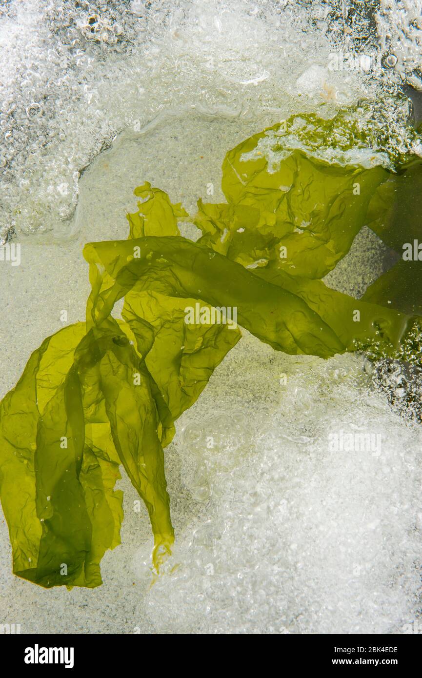 A piece of algae floating amongst ice pebbles stranded at low tide at ...