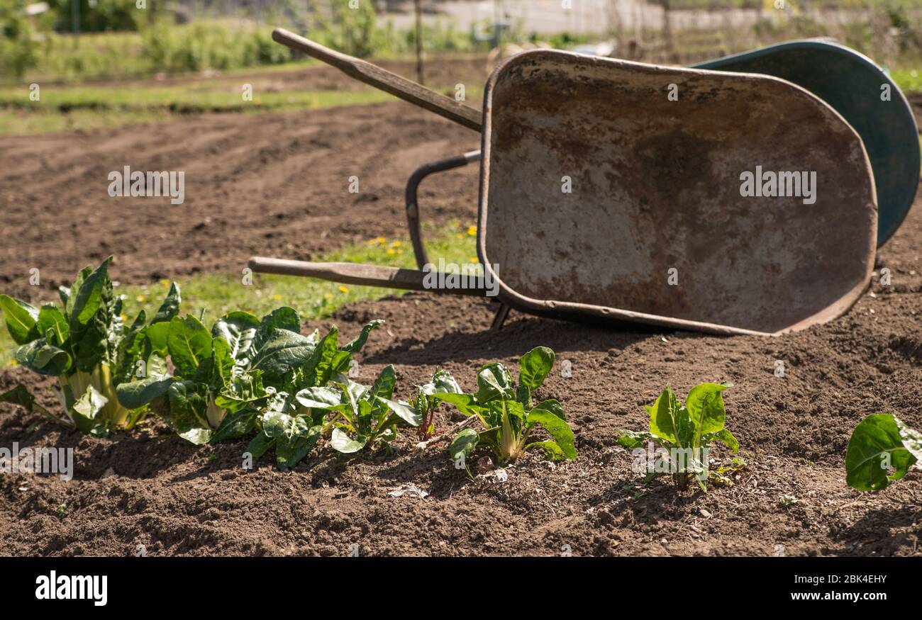 A wheelbarrow sits tipped to the side in a garden Stock Photo - Alamy