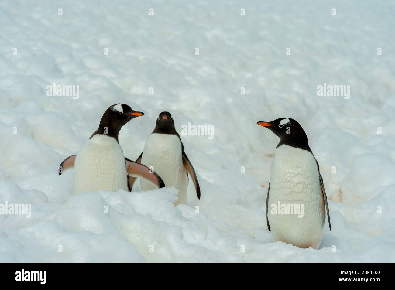 Gentoo penguins (Pygoscelis papua) walking over snow on Cuverville ...