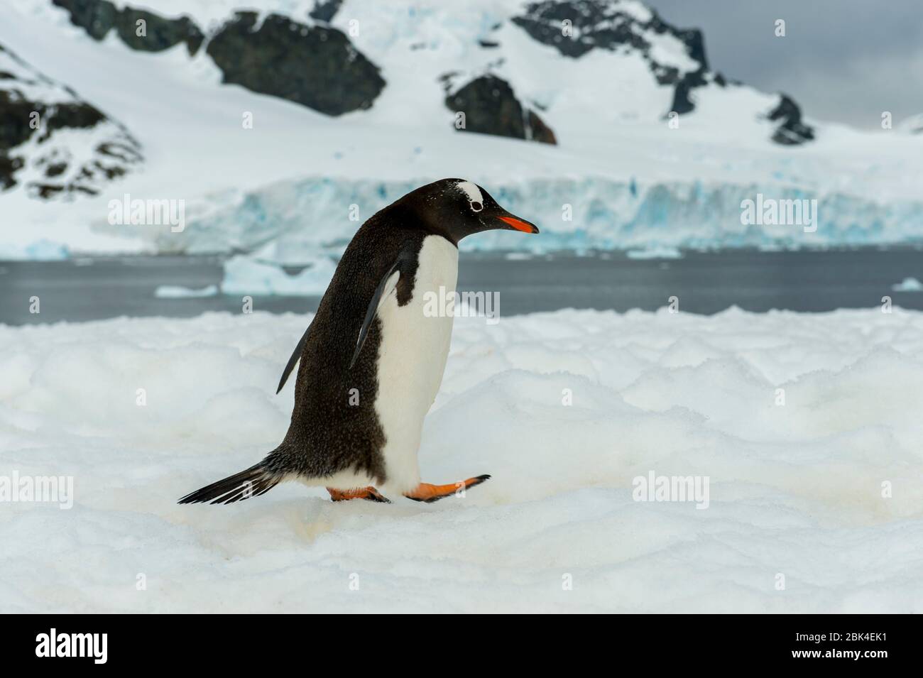 Gentoo penguin (Pygoscelis papua) walking over snow on Cuverville ...