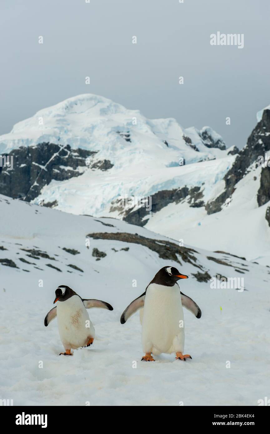Gentoo penguins (Pygoscelis papua) walking over snow on Cuverville ...