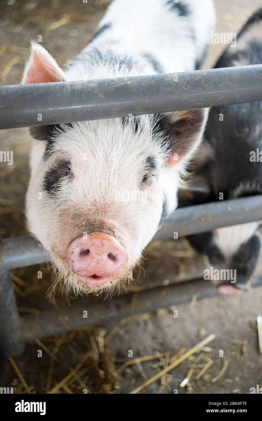 Pig in bars hi-res stock photography and images - Alamy