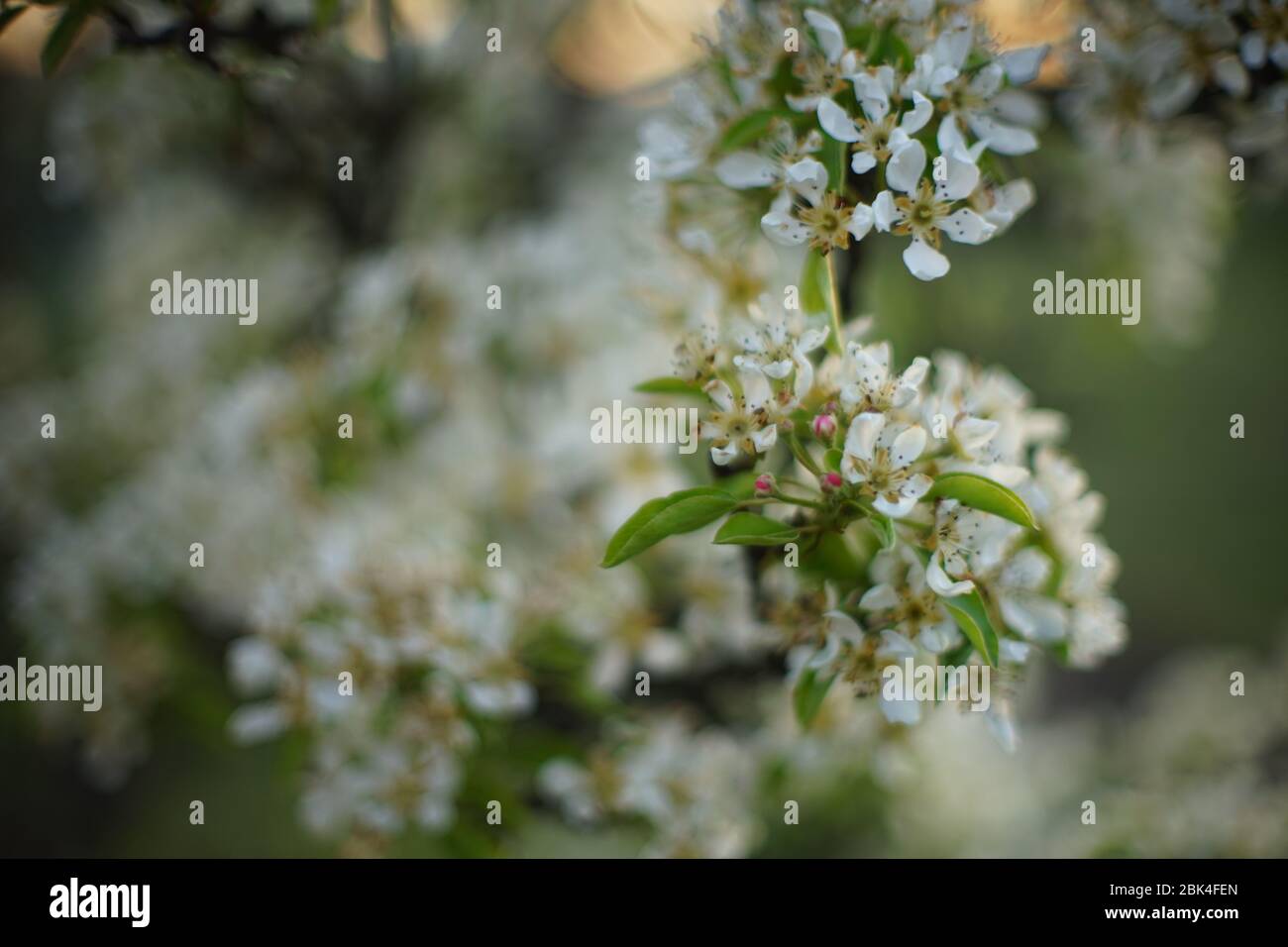 Blooming pear tree flowers on the branch closeup in spring garden Stock ...