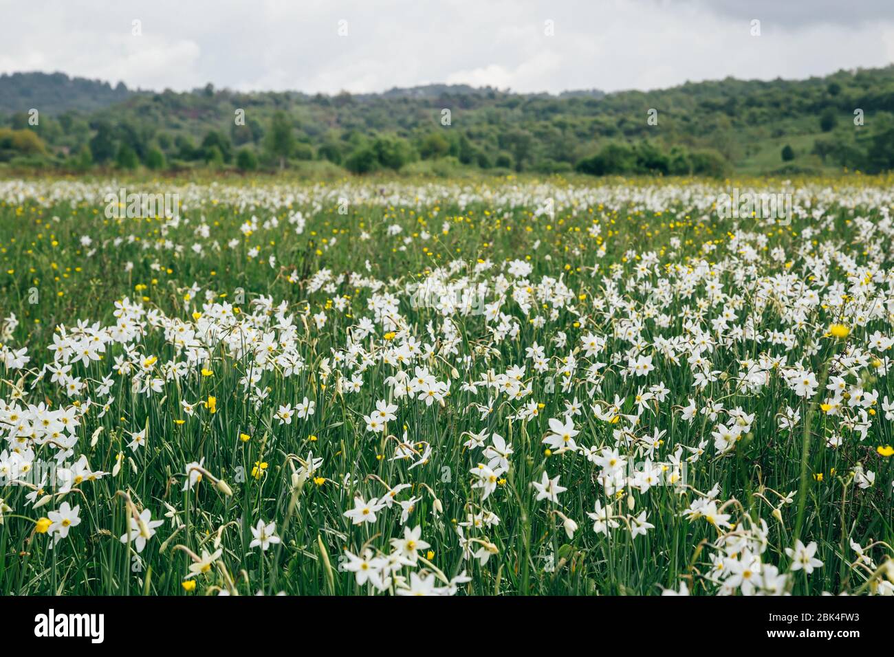 Close up of flowering wild narrow leaf narcissus in natural lowland ...