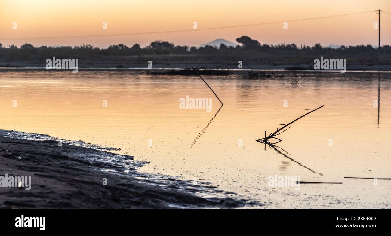 Bamboo reeds stuck at odd angle at low tide in the estuary lagoon as ...