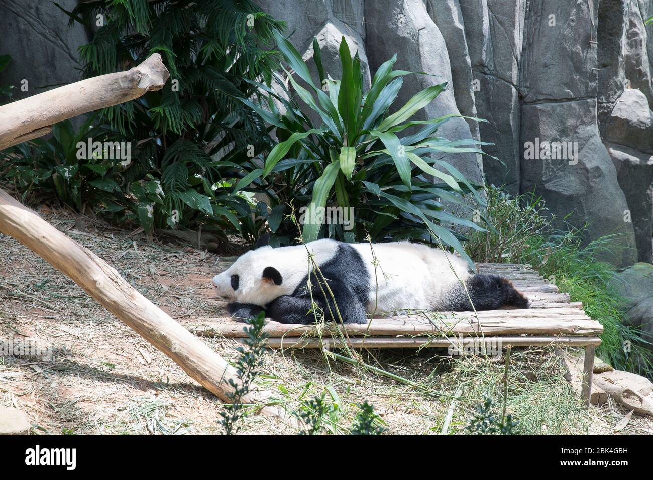 Giant Panda resting in his enclosure Stock Photo - Alamy