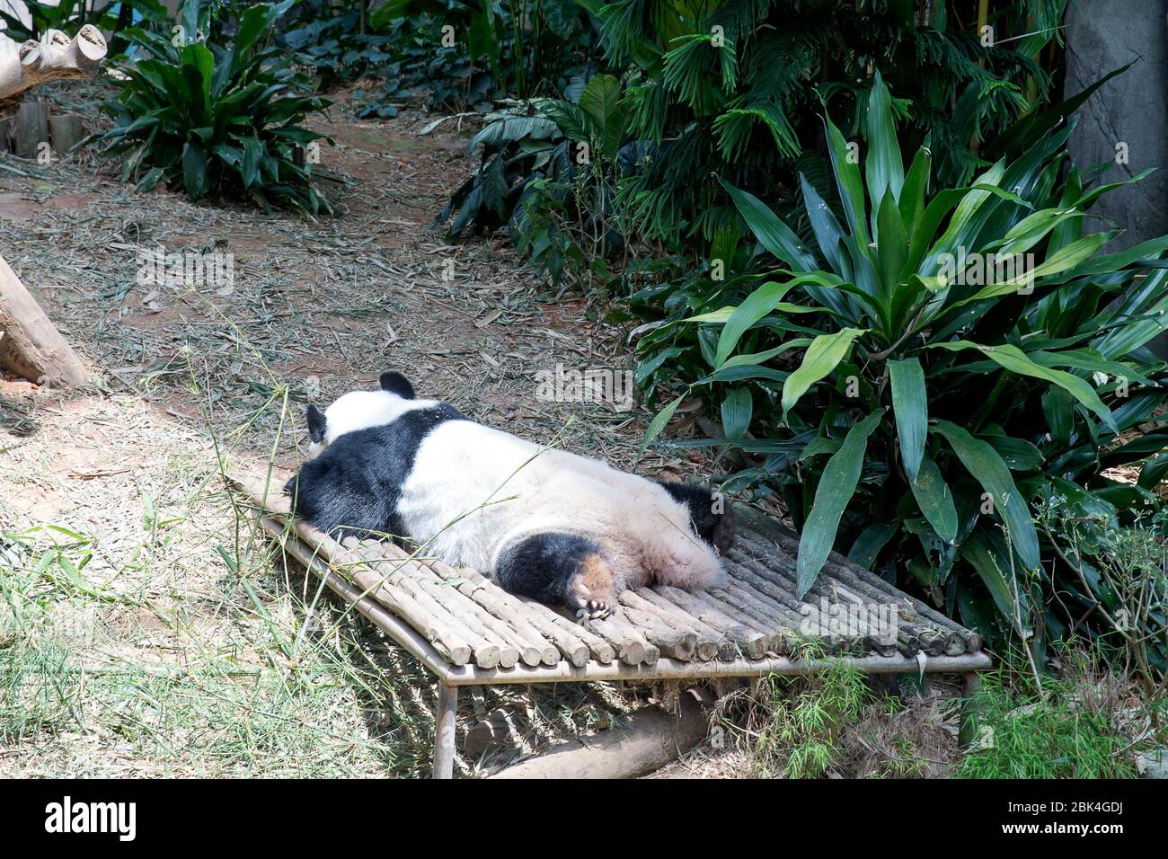 Giant Panda resting in his enclosure Stock Photo - Alamy