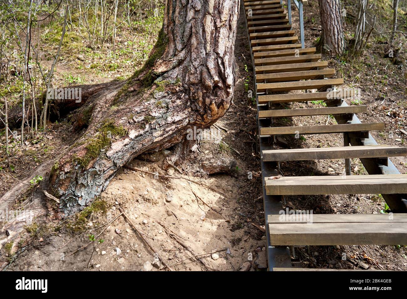Stairs in the forest hi-res stock photography and images - Alamy