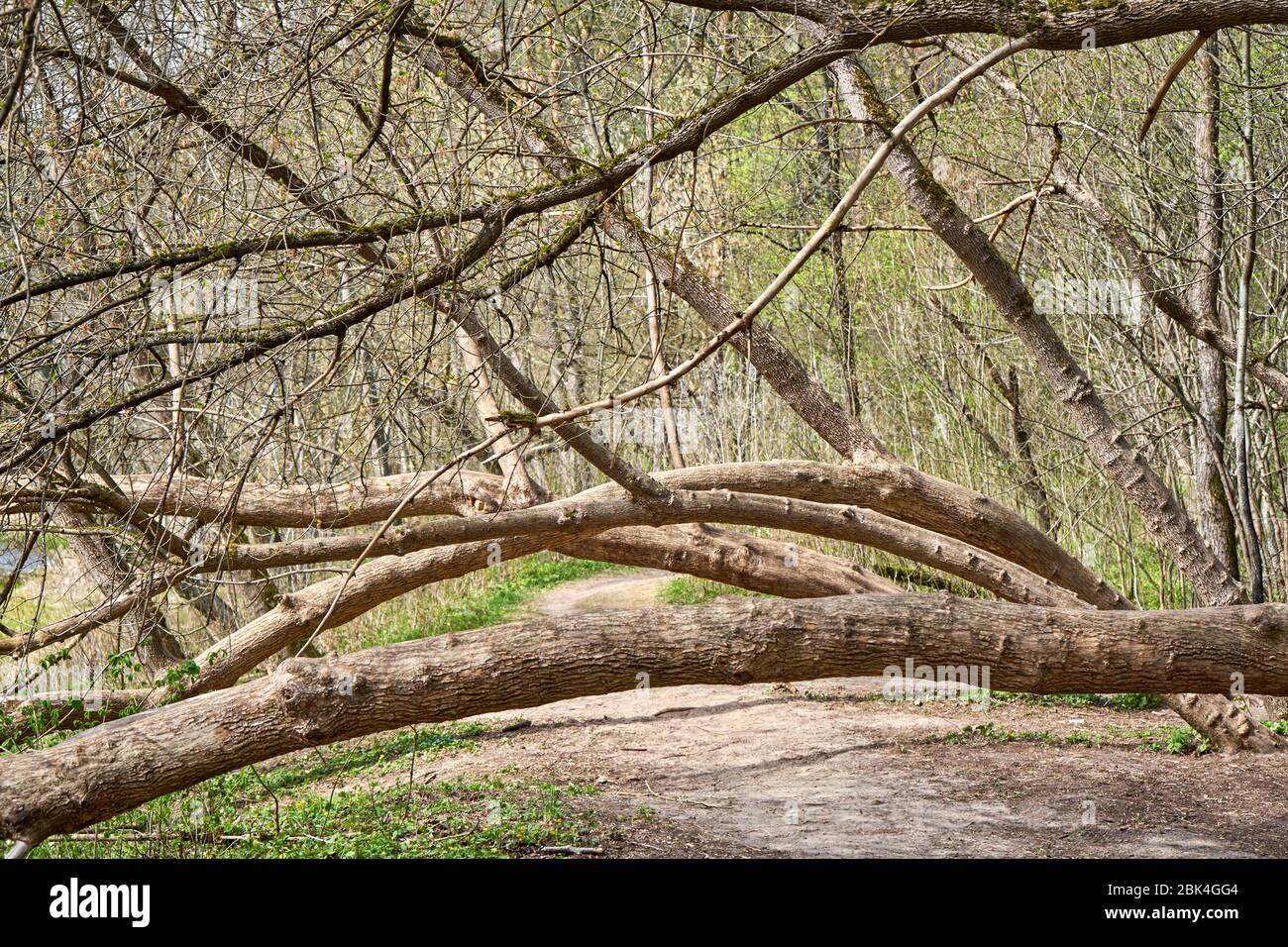 Still growing hi-res stock photography and images - Alamy