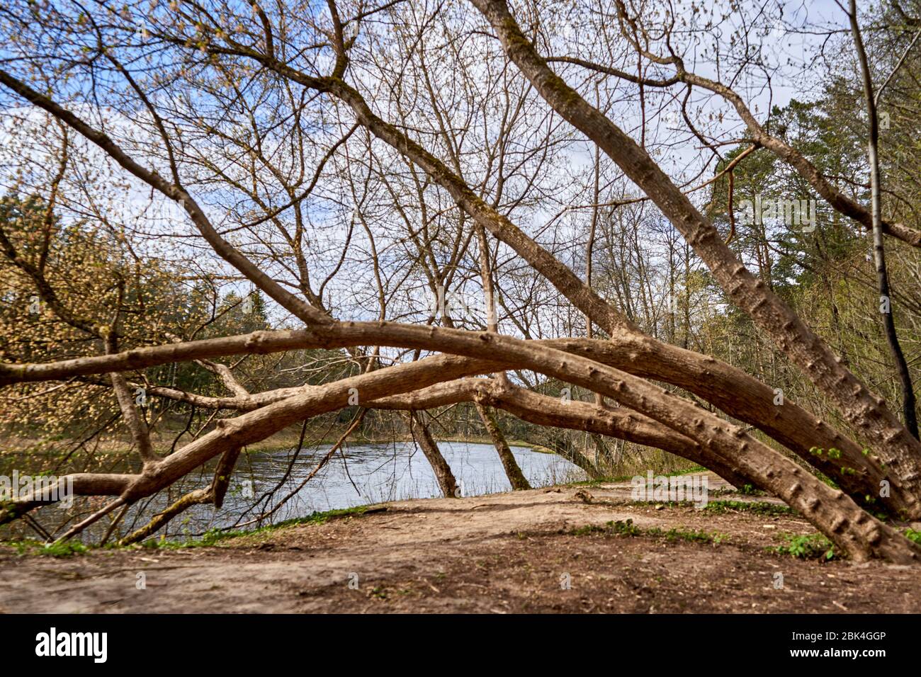 Horizontal Tree Branch