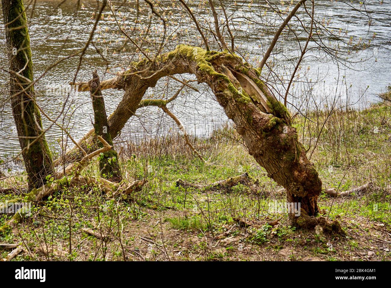 Dead tree alive tree hi-res stock photography and images - Alamy