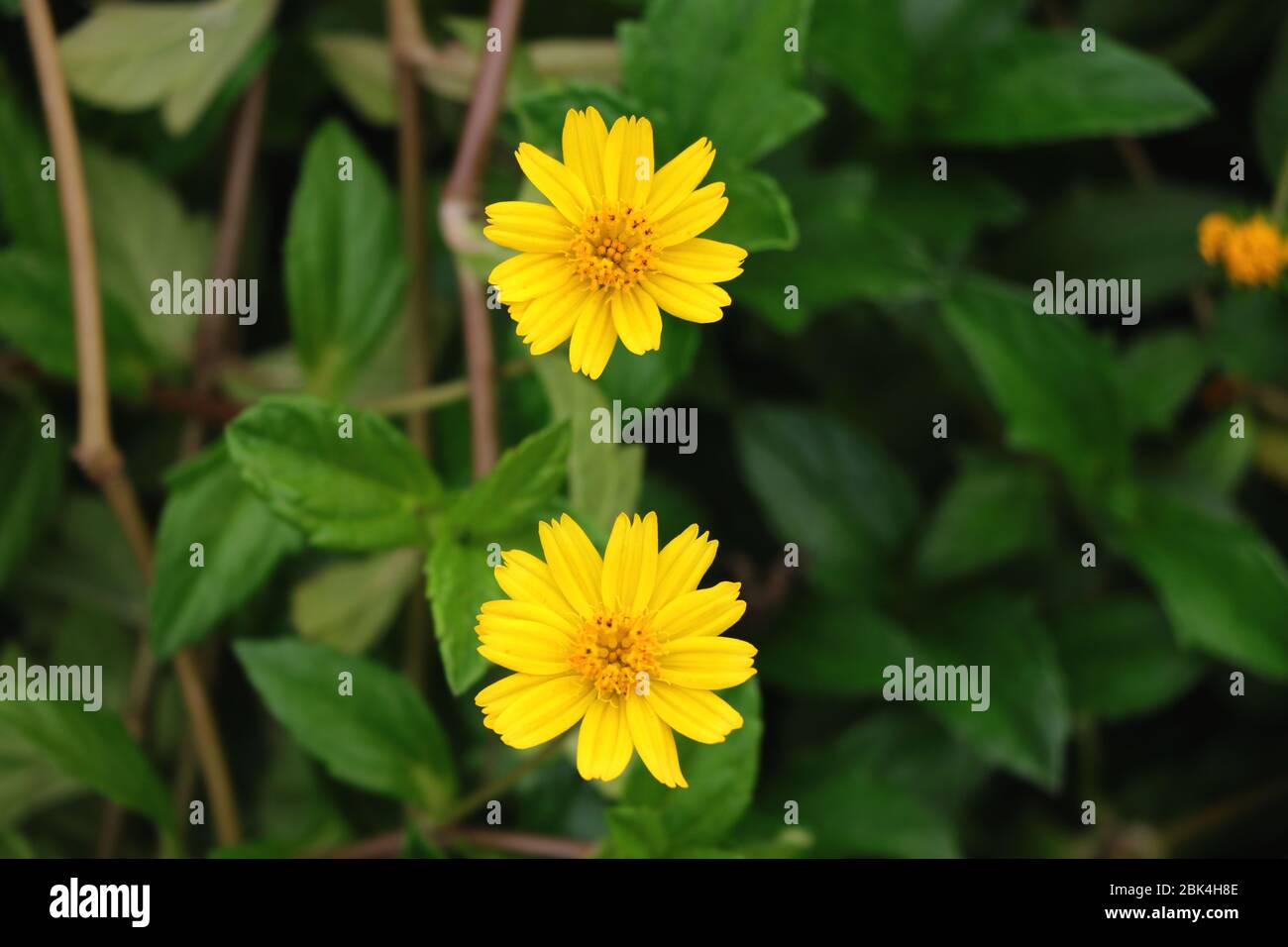 Yellow calendula flower with soft green background and leaves. Kinds of ...