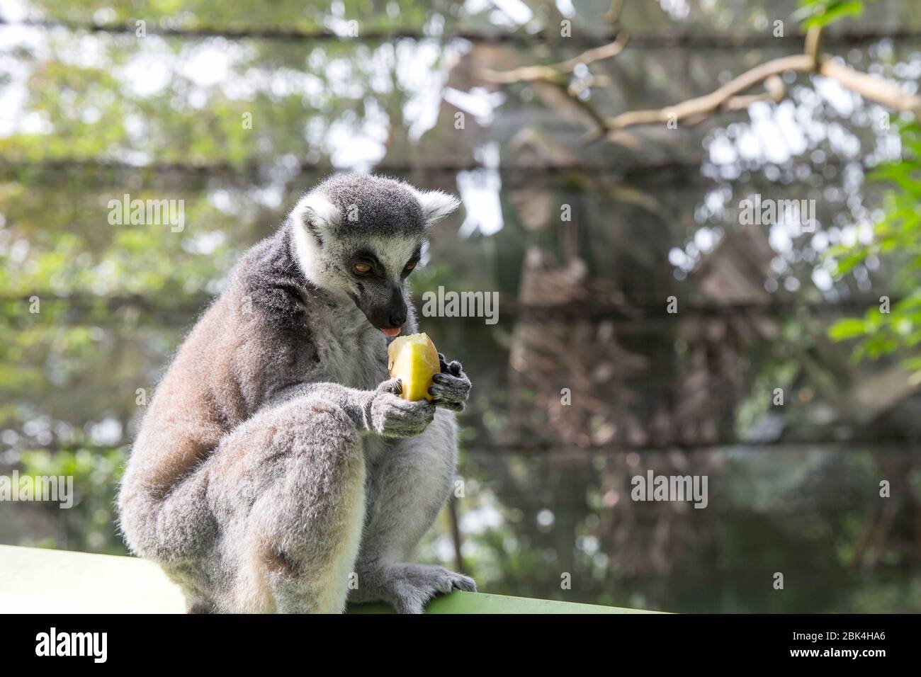Ring Tailed Lemur eating fruit Stock Photo - Alamy