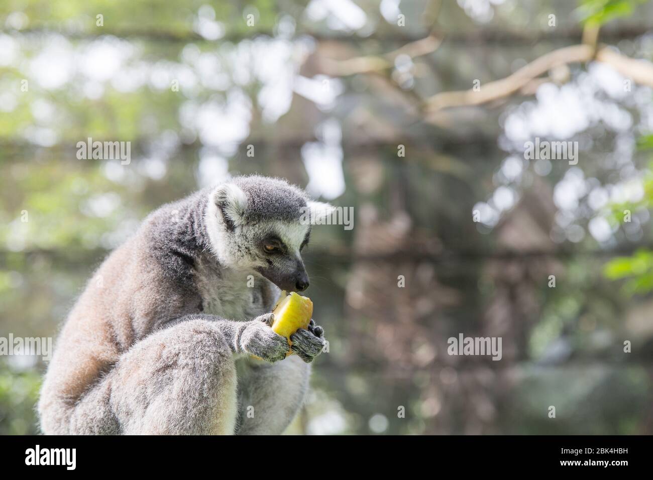 Ring Tailed Lemur eating fruit Stock Photo - Alamy