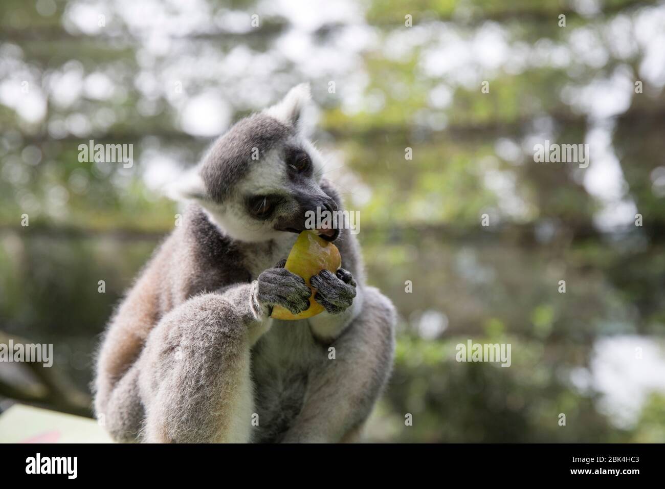 Ring Tailed Lemur eating fruit Stock Photo - Alamy
