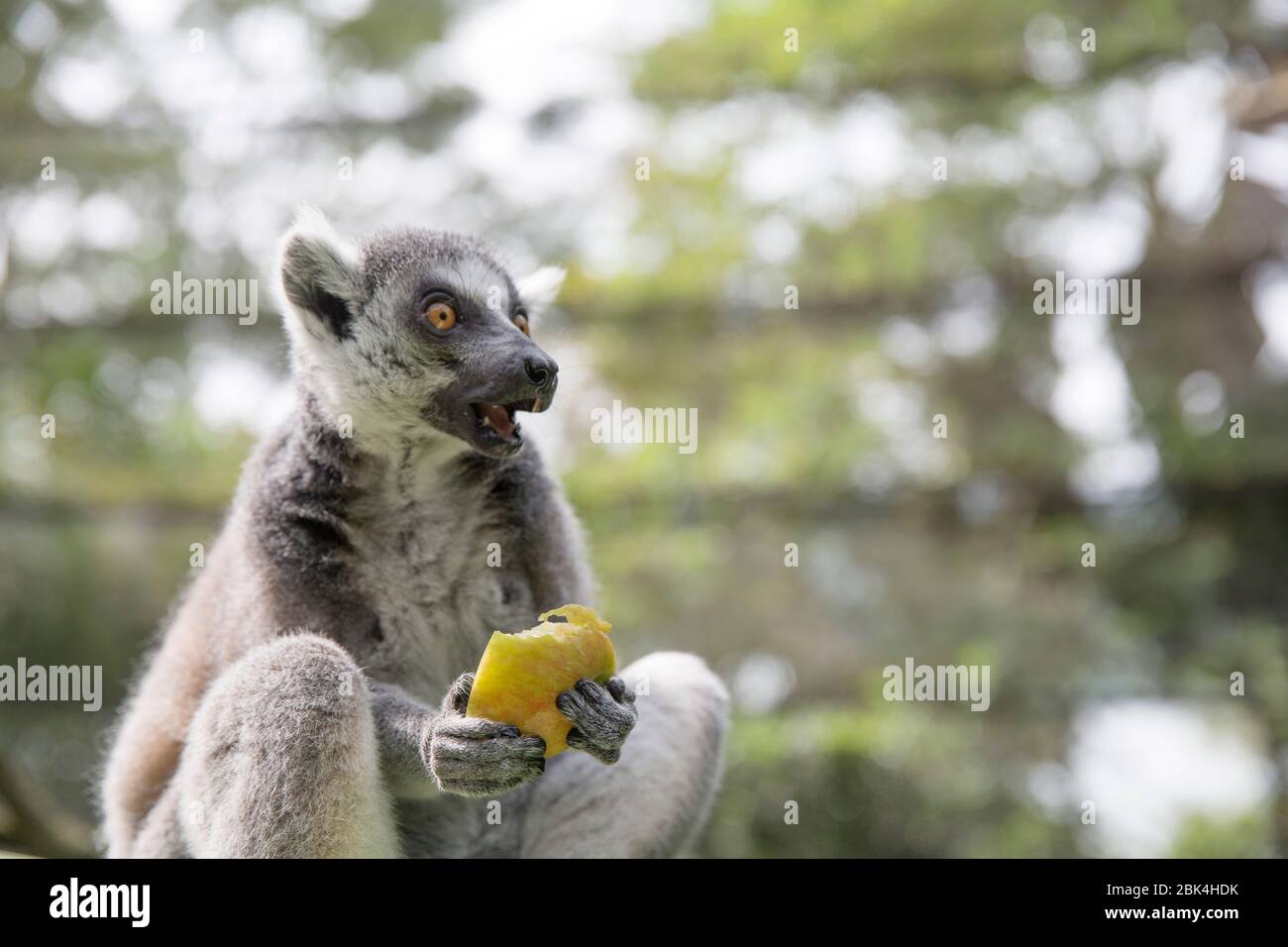 Ring Tailed Lemur eating fruit Stock Photo - Alamy