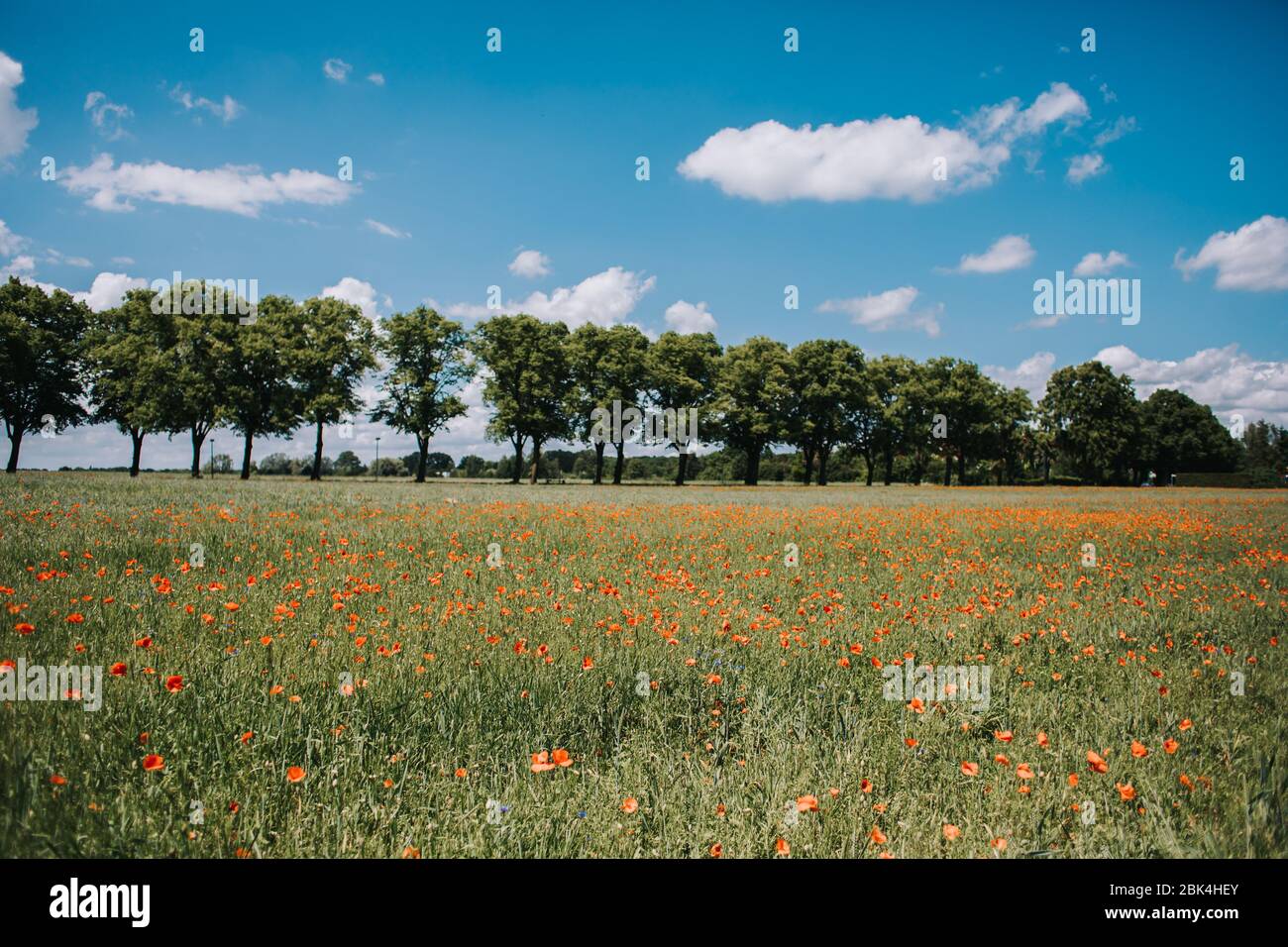 photo of line of trees in a green field Stock Photo - Alamy