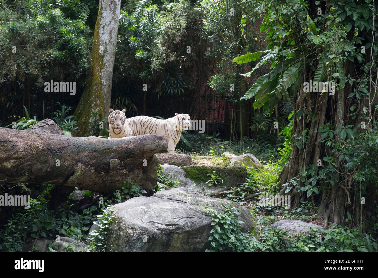 Two White Tiger in their enclosure Stock Photo - Alamy