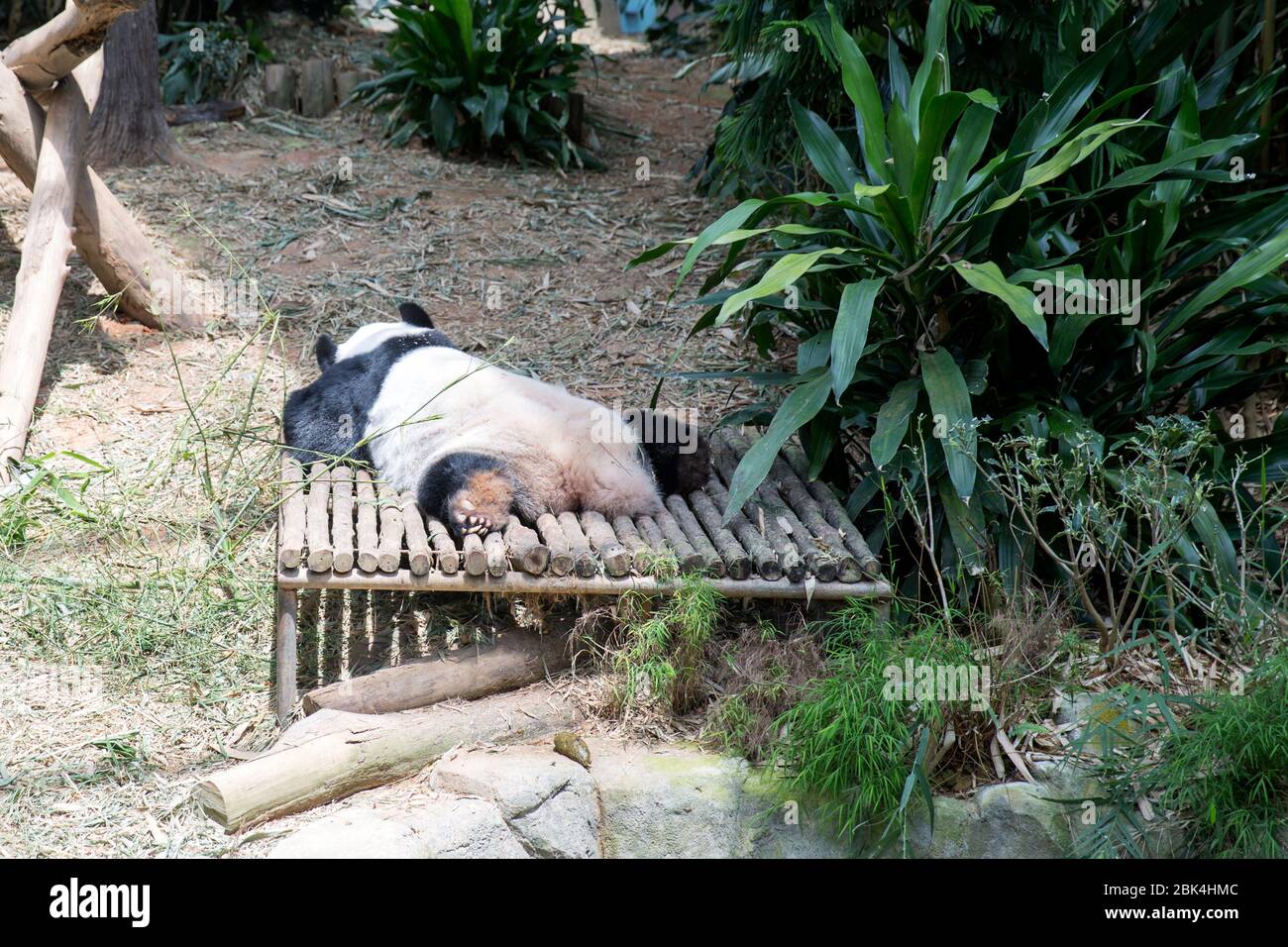 Giant Panda resting in his enclosure Stock Photo - Alamy