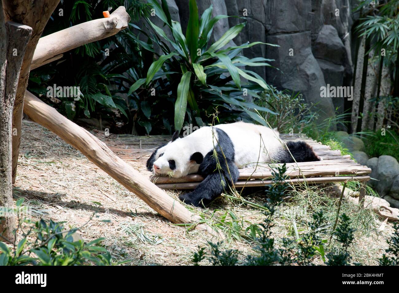 Giant Panda resting in his enclosure Stock Photo - Alamy